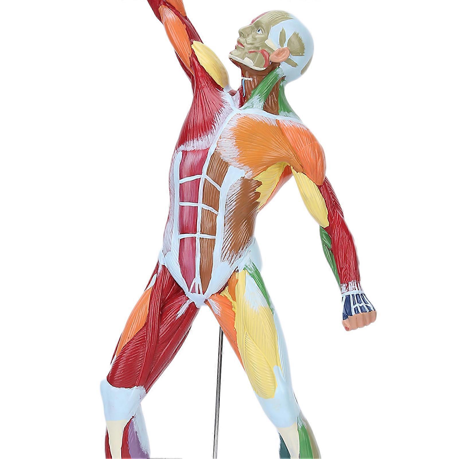 50cm MultiColor Muscular System Model Human Muscles Model Body Muscle ...