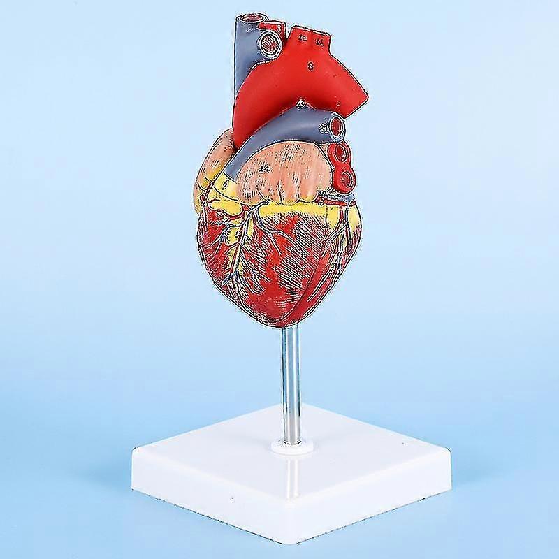 Human Heart Model Anatomical Heart Model Learning Lab Supplies Medical ...