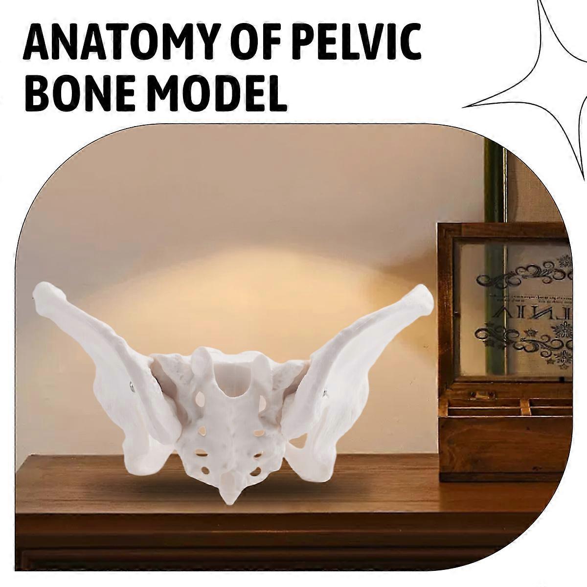 Life Size Female Pelvis Model, Hip Model - Female Anatomy Model, Hip Bone Pelvic Model Female ...