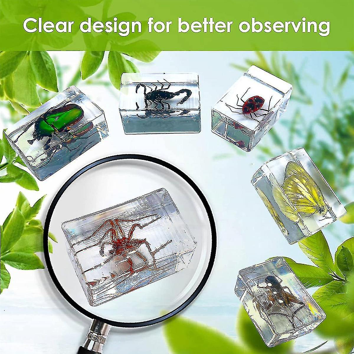 Srbtv-11pcs Resin Insect Specimens, Insect Paper Weight, Resin Real ...