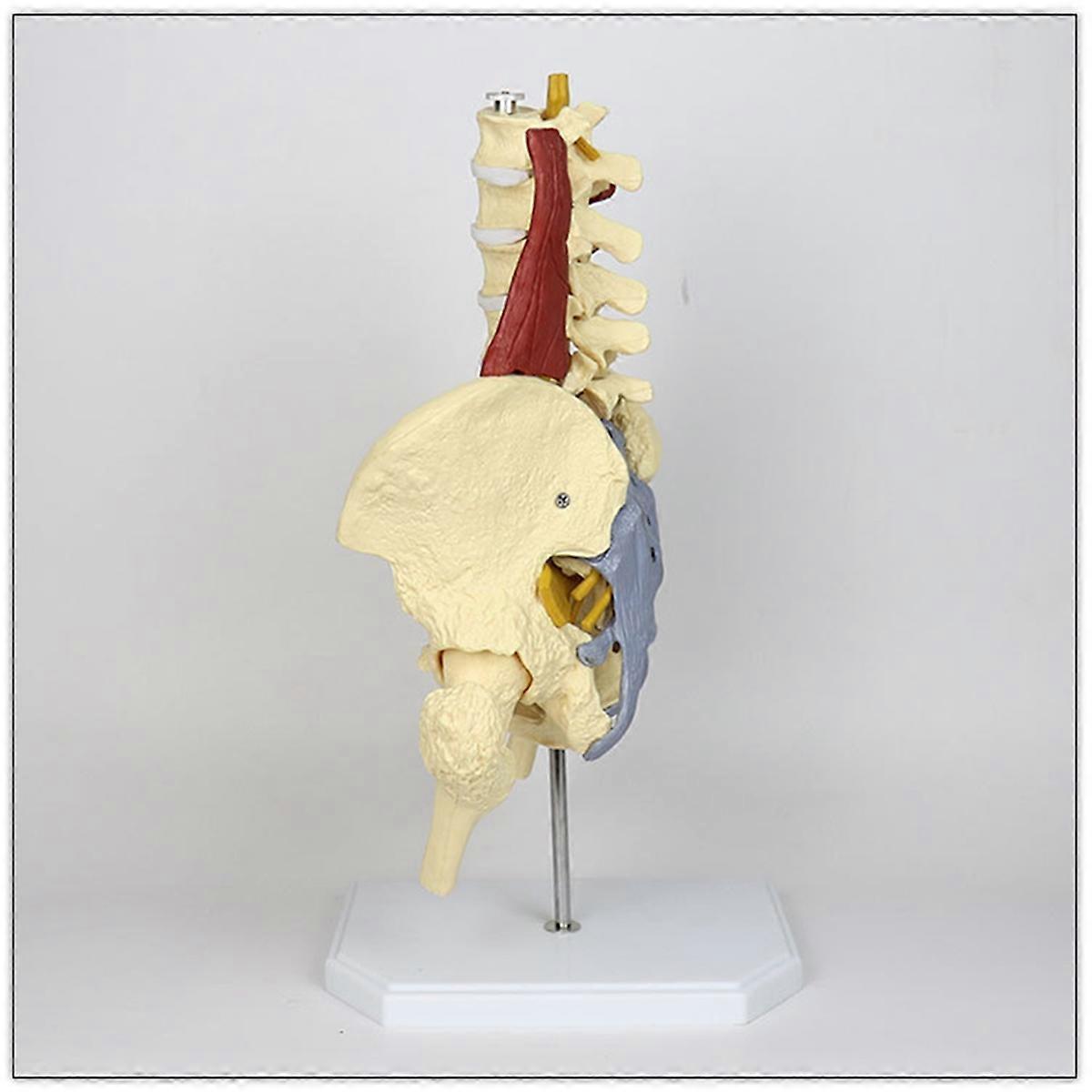 Lumbar Spine Bone Model, Pelvis Model, Pelvic Floor Muscle Anatomy ...