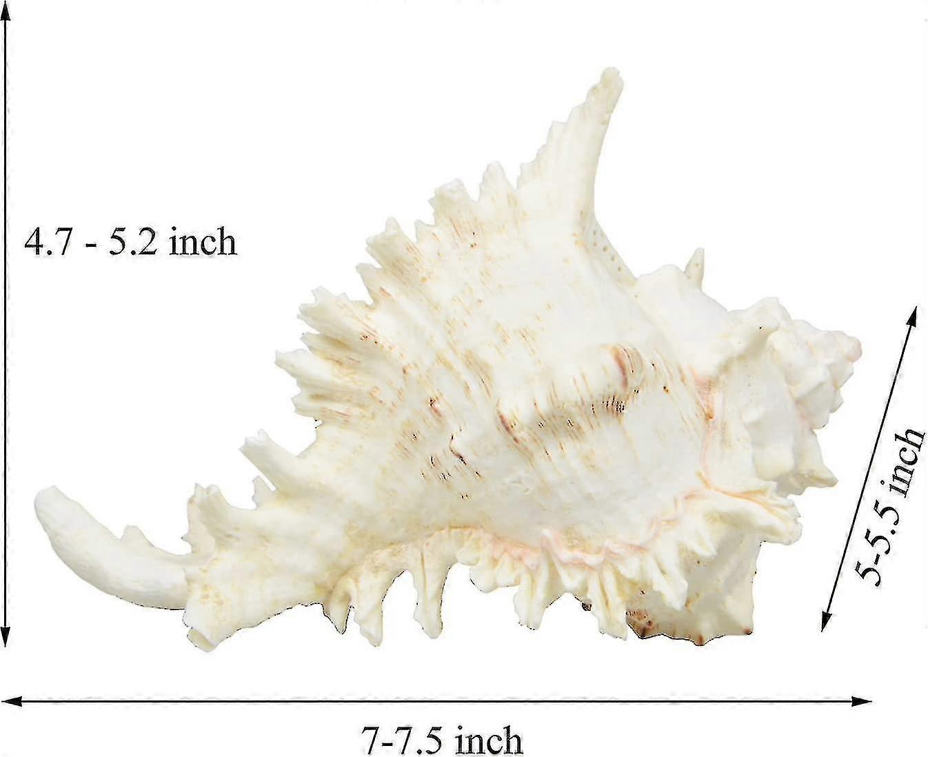 Piao Large Natural Sea Shells, Huge Ocean Conch 7-8 Inches Jumbo ...