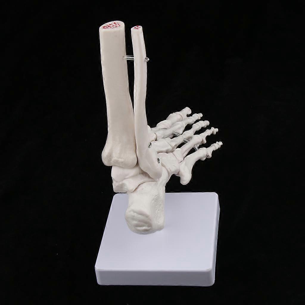 Medical Life Size Human Hand Foot Joint Skeleton Anatomical Model ...