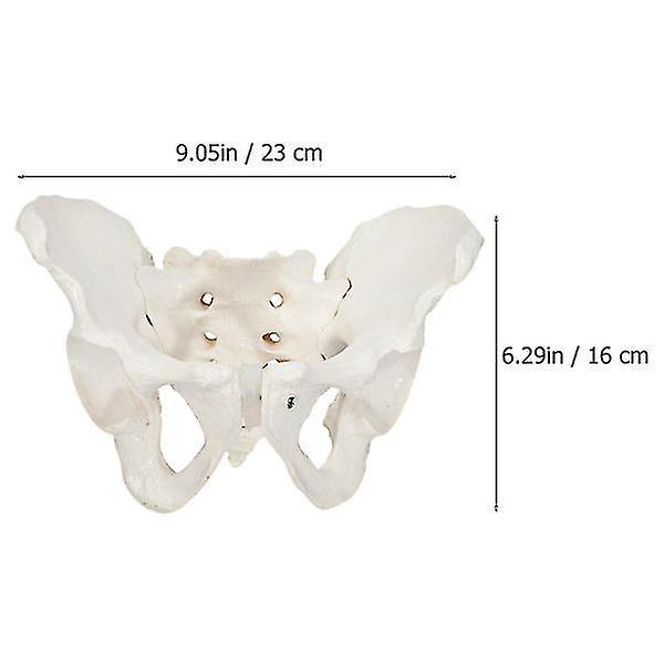 1pc Female Pelvis Model Natural Large Pelvic Joint For Medical Training ...