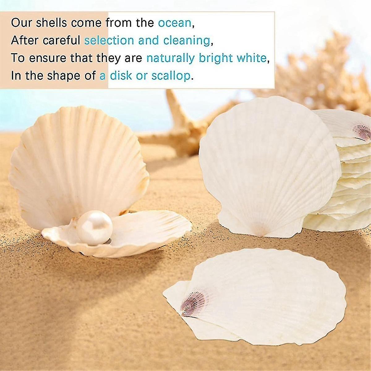 15 Pcs Natural Sea Shell Large White, 4-4.7 Inch Scallop Shells For Diy ...