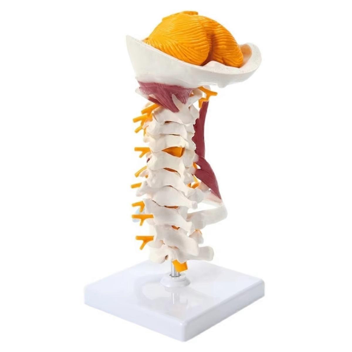 1:1 Life Size Cervical Vertebrae Vertebral Body Cervical Spine Model ...