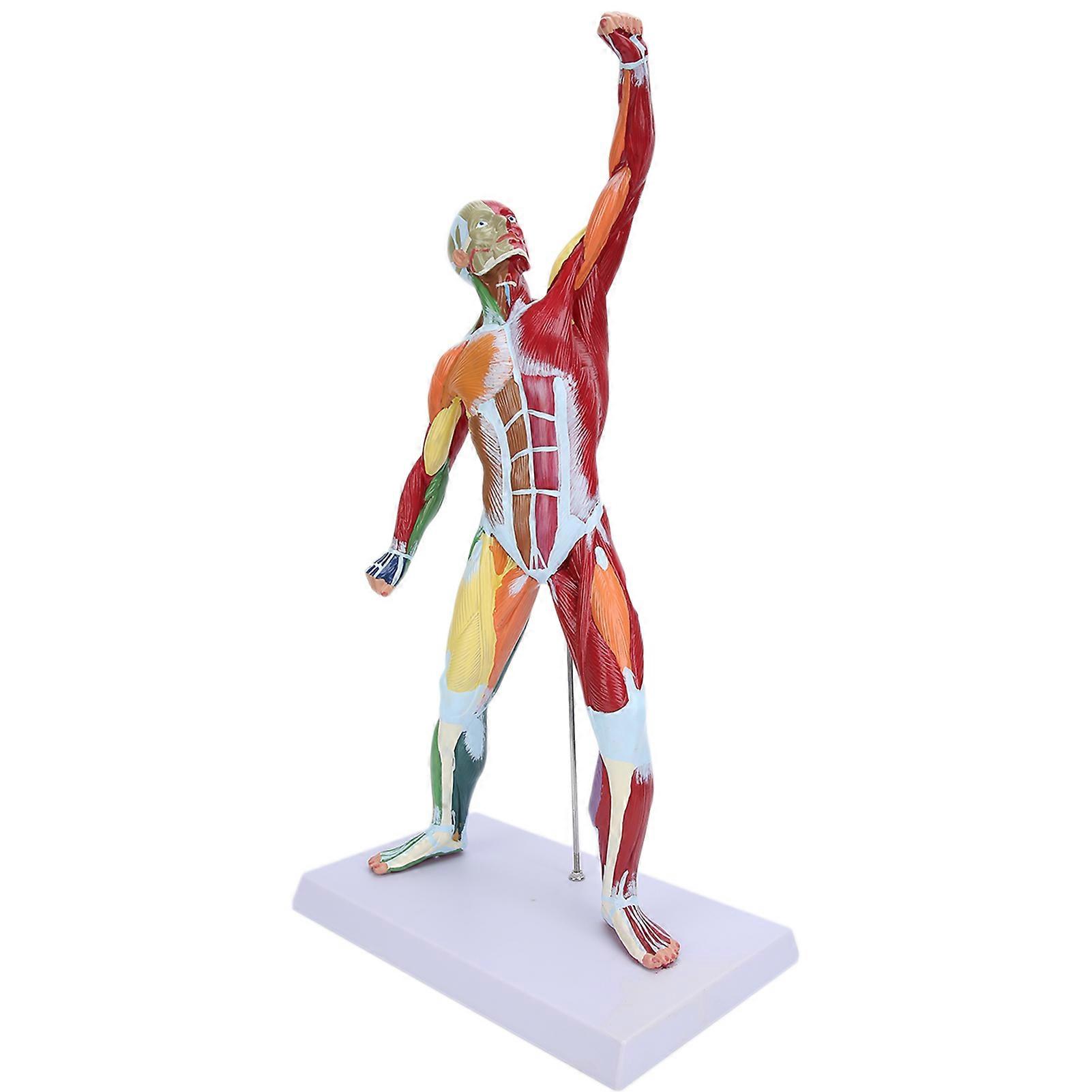 50cm MultiColor Muscular System Model Human Muscles Model Body Muscle ...