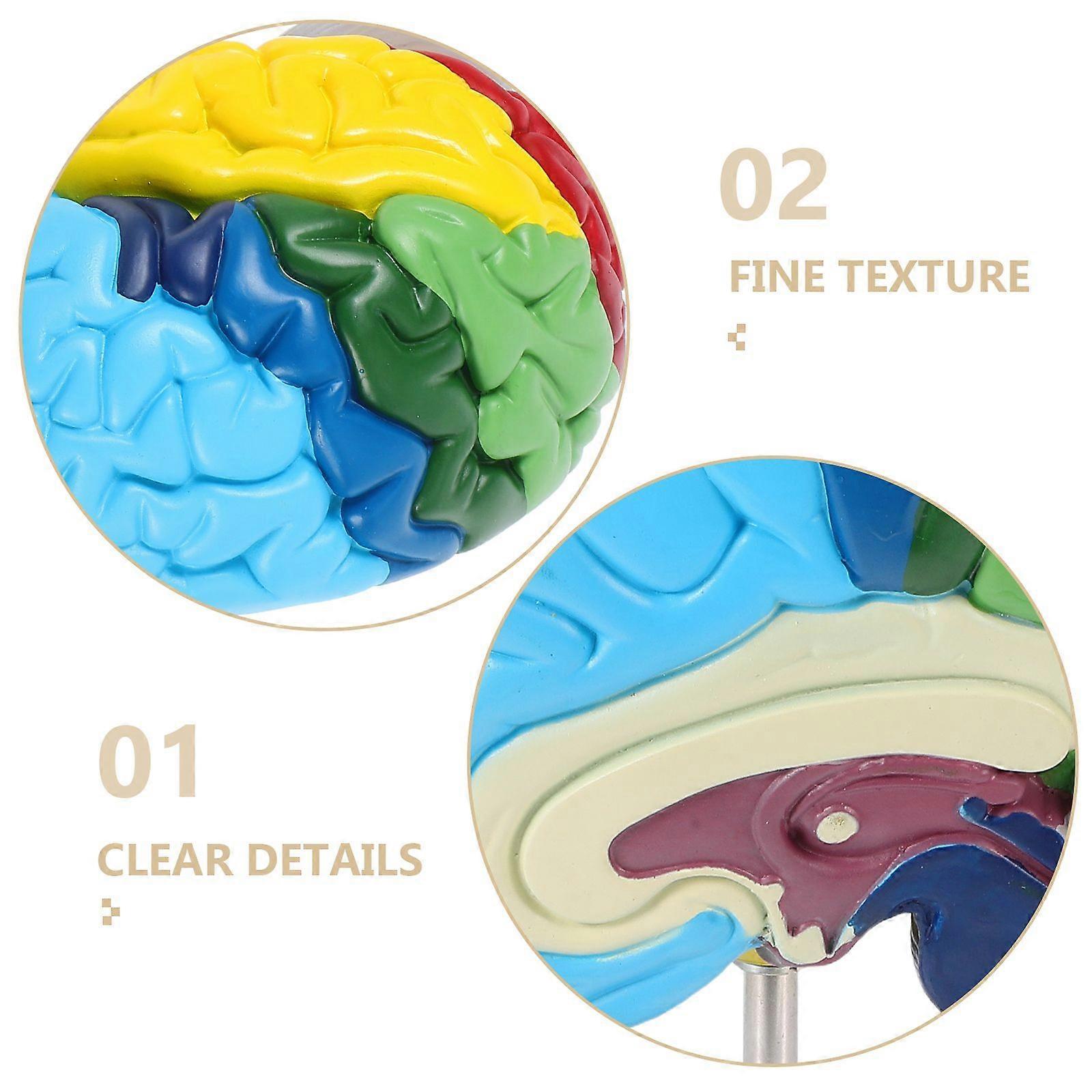 Human Brain Models 1:1 Scale Anatomy Model For Neuroscience Learning ...