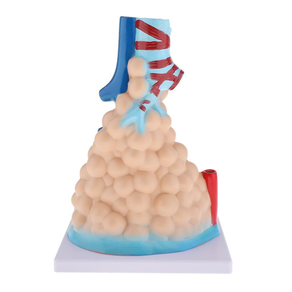 Handmade Lung Alveolar Anatomical Model PVC Anatomy Teaching Tool ...