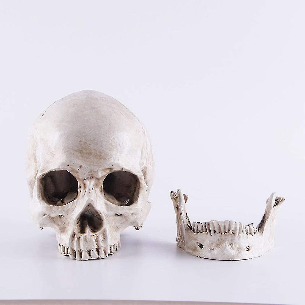 Human Skull Model 1:1 Life Size Skull Anatomy Model Classic Detachable ...