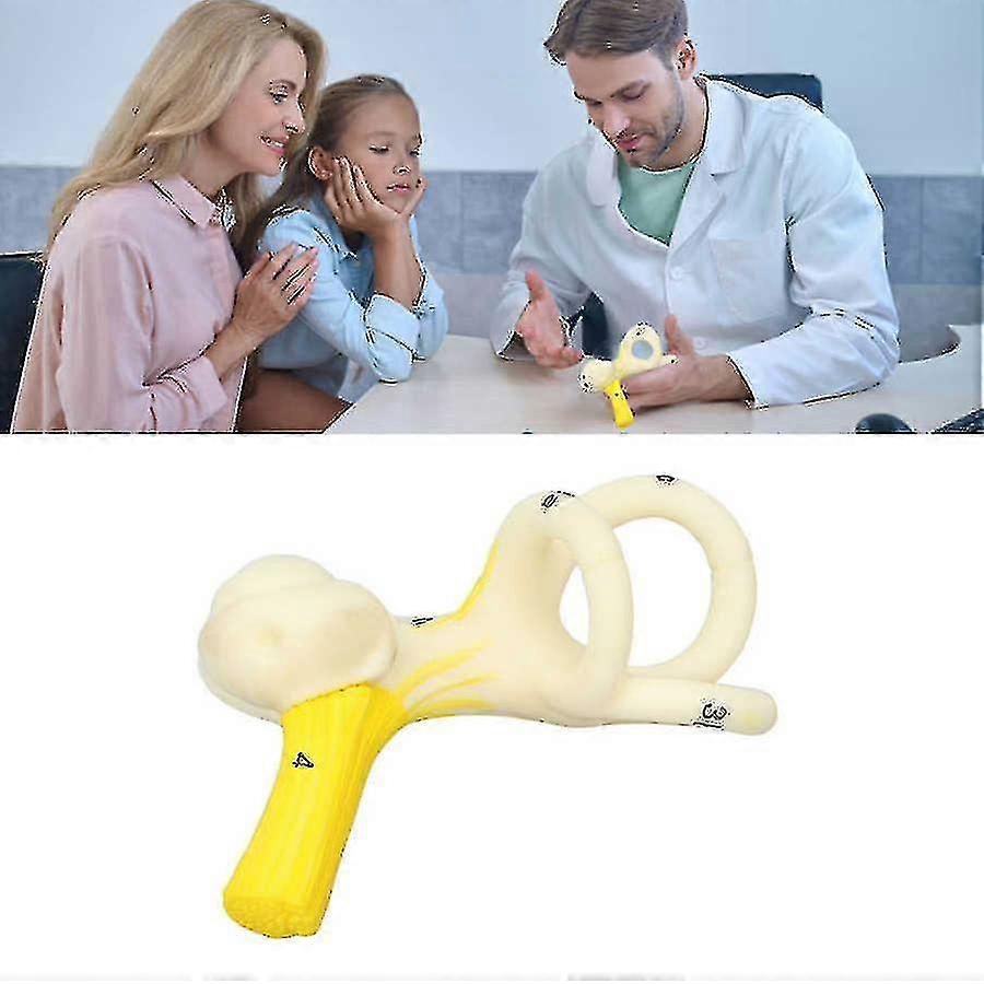 Ear Semicircular Canal Anatomical Model 5x Magnification Clear ...