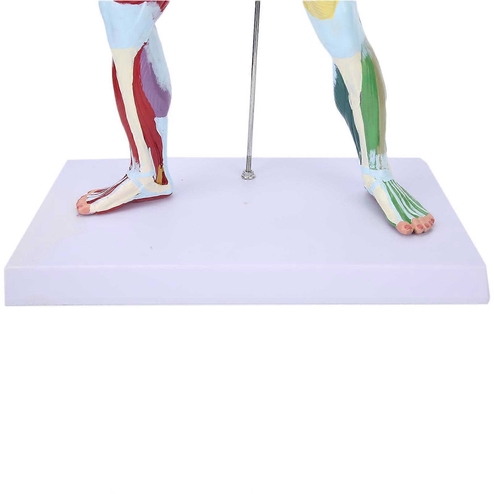 50cm MultiColor Muscular System Model Human Muscles Model Body Muscle ...