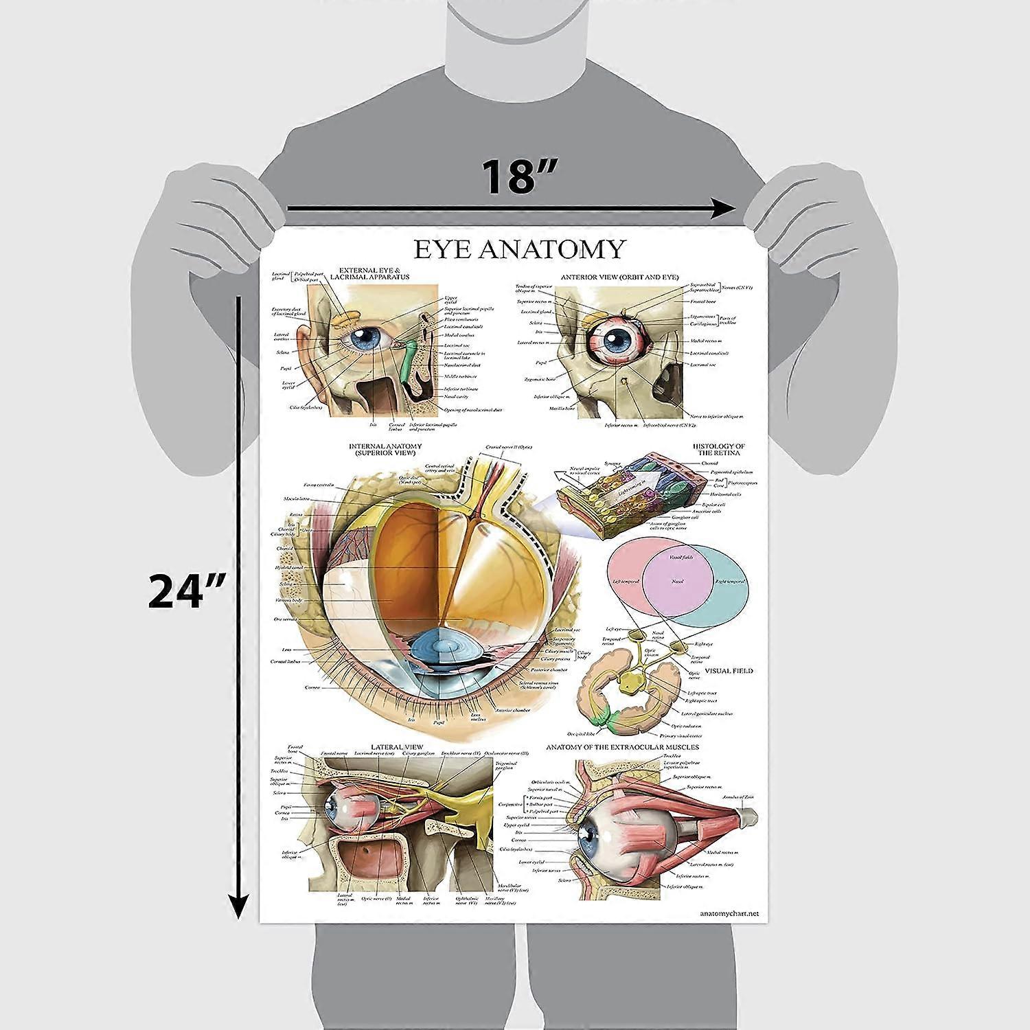 LAMINATED Eye Anatomical Poster - Human Eye Anatomy Chart 18"x24 ...