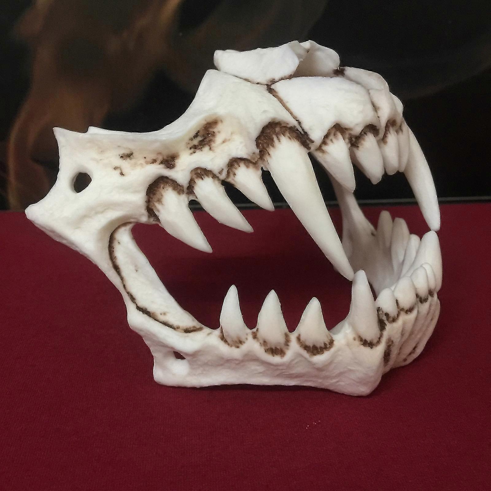 Halloween Costume Half Skull Mask Cosplay Costume Skeleton Half Mask ...