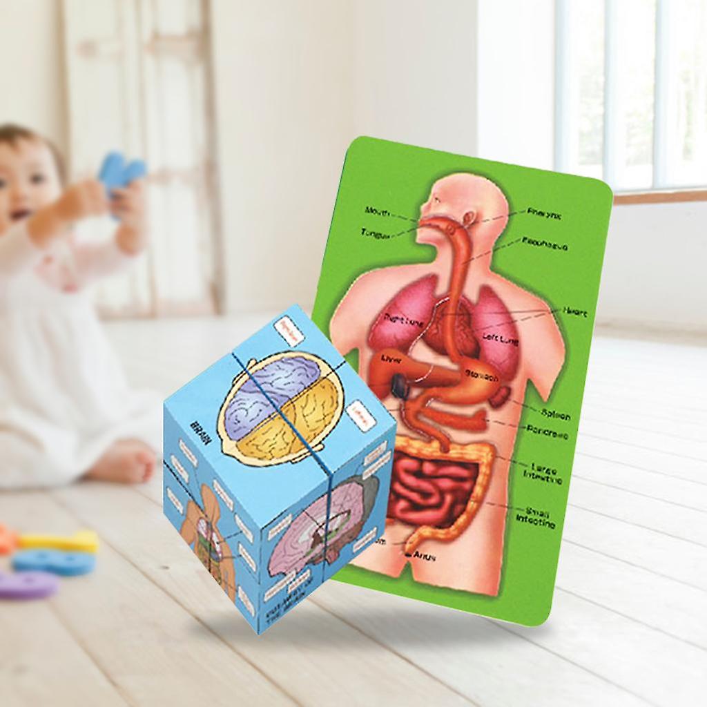 Human Anatomy Cube Children Science Educational Learning Development Toys | Fruugo UK
