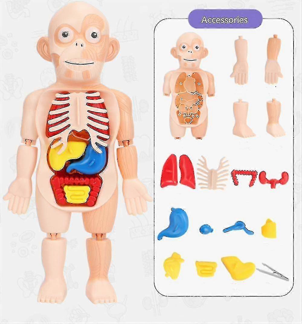 Human Organ Model Human Organ Model, Science Area Production Diy ...
