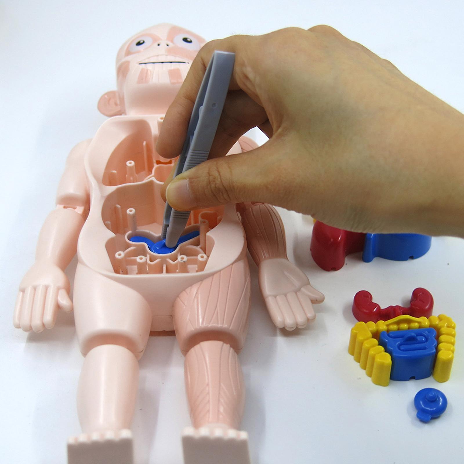 Human Body Torso Removable Organs Anatomy Diy Toys Laboratory Kits Body ...