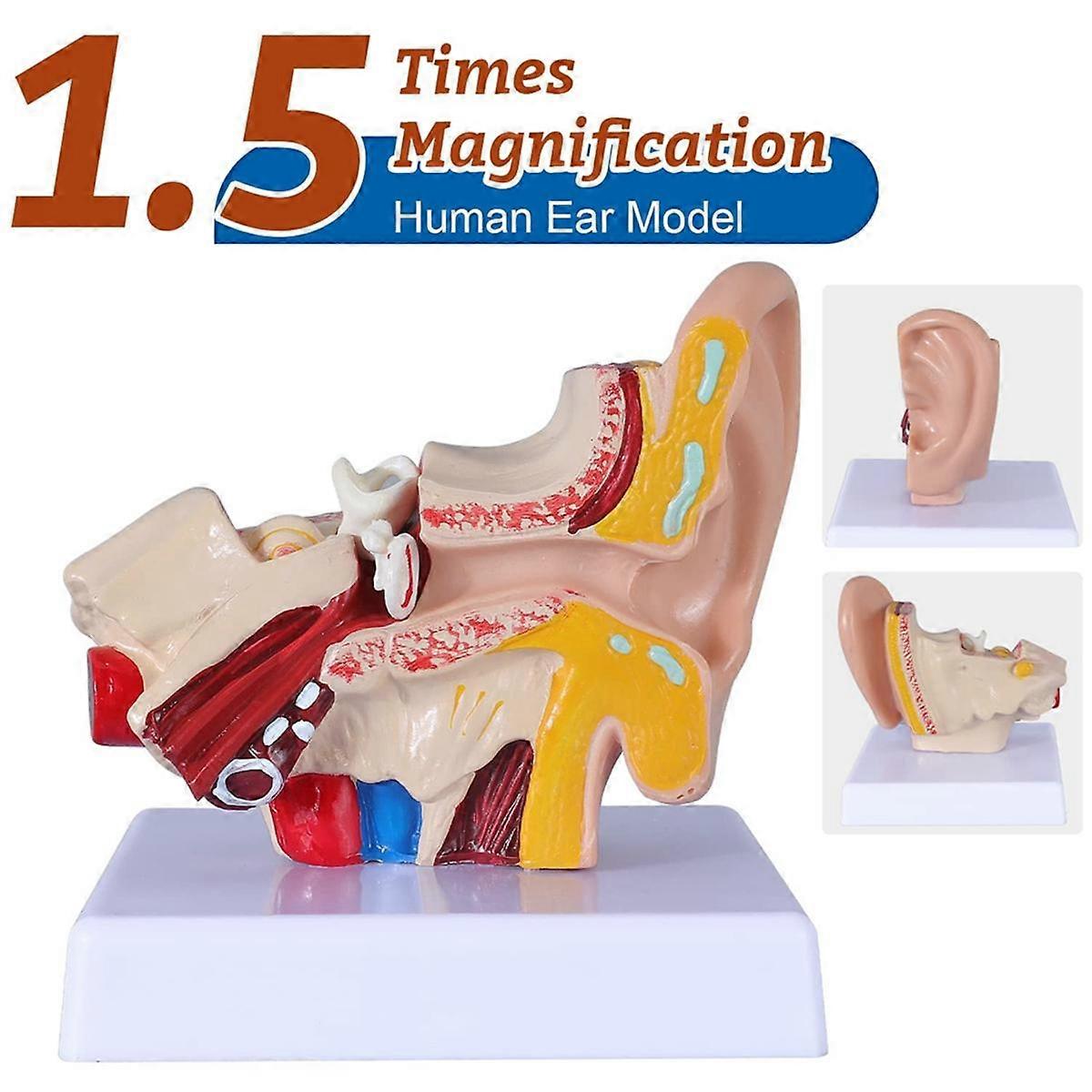 1.5 Times Human Ear Anatomy Model Showing Organs Structure of the ...