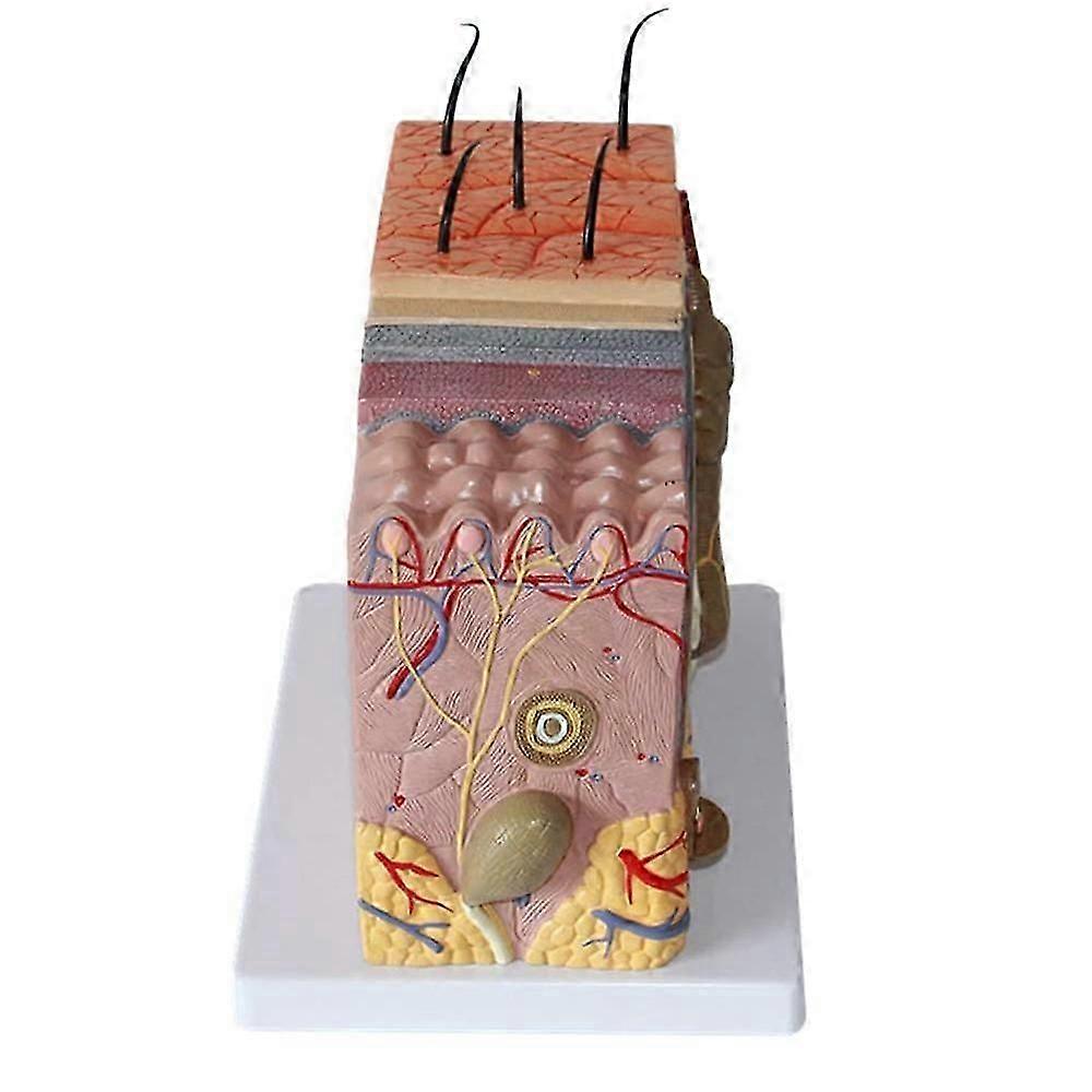 Skin Model 50X Enlarged Anatomical Skin Model Anatomy Three-Dimensional ...