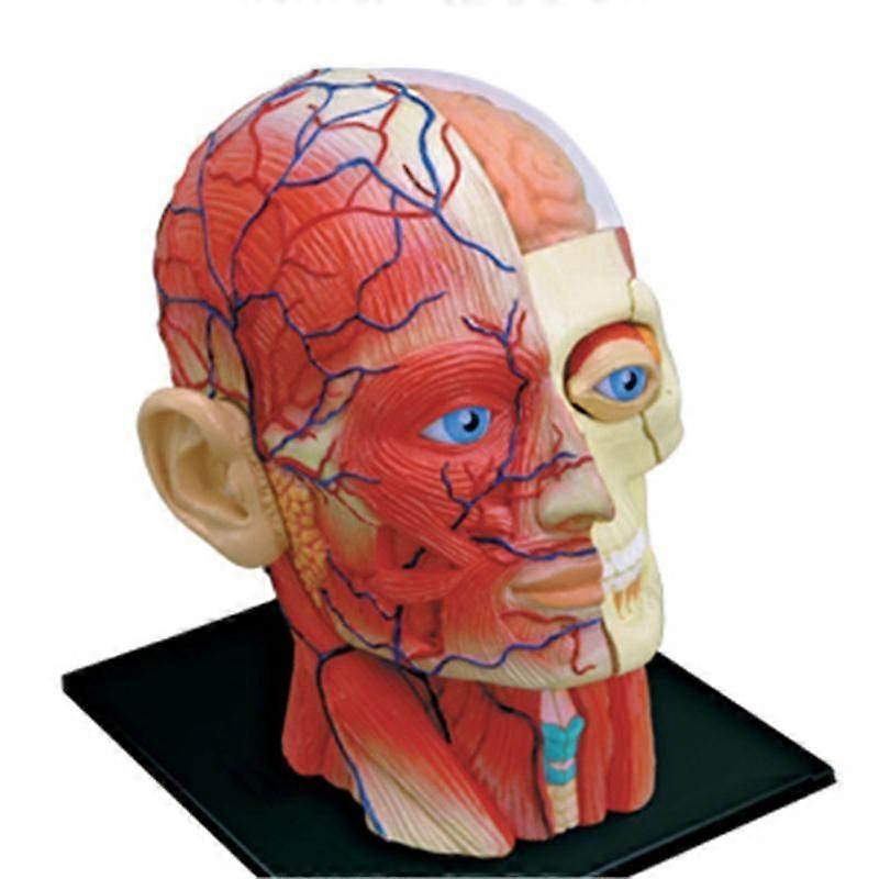 Medical-Torso Human Body Model Education Head Muscles Organs Model for ...