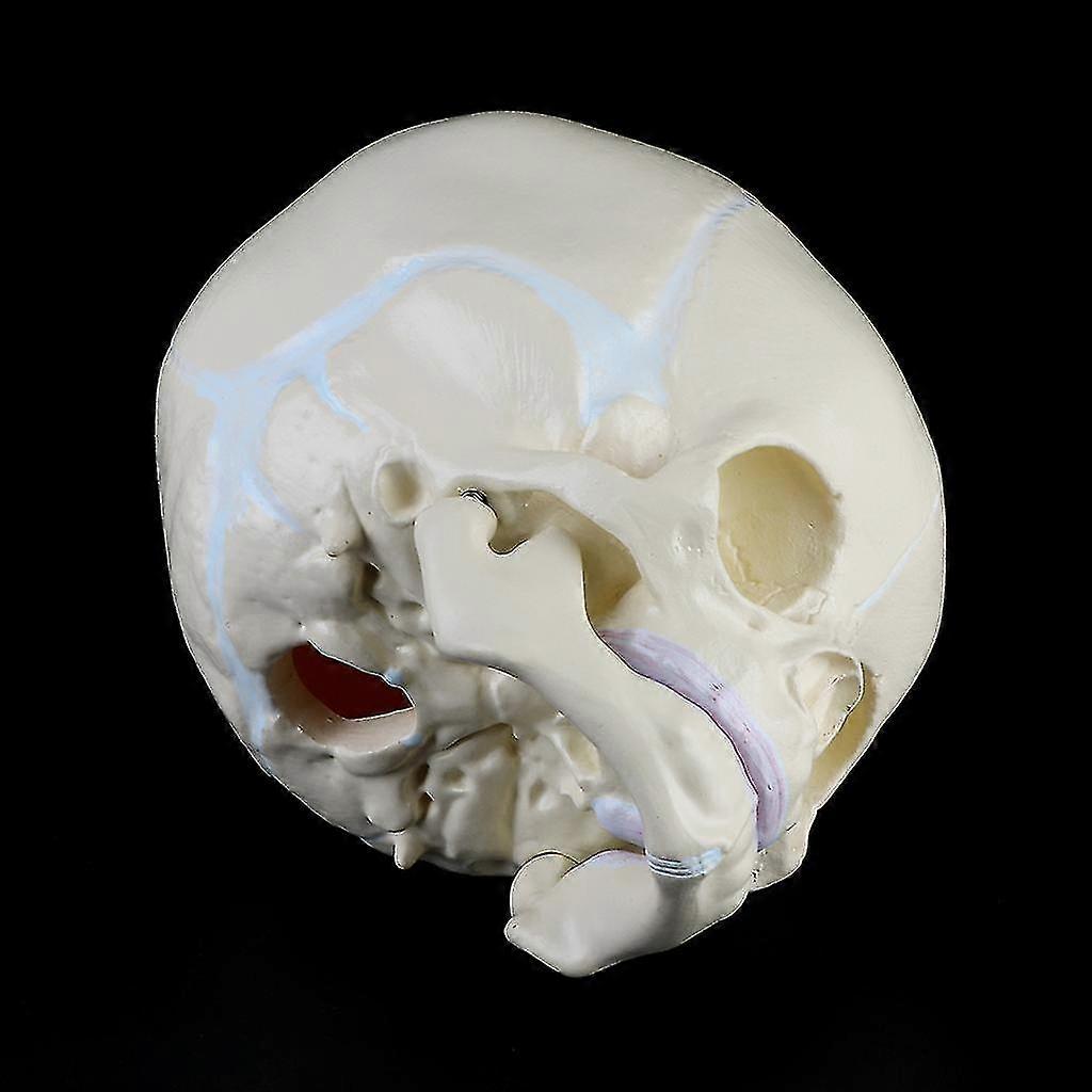 1: 1 Human Fetal Baby Infant Medical Skull Anatomical Skeleton Model ...