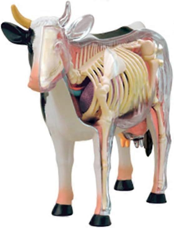 Animal Organ Anatomy Model - 4D Cow Model Kit for Teaching Anatomy ...
