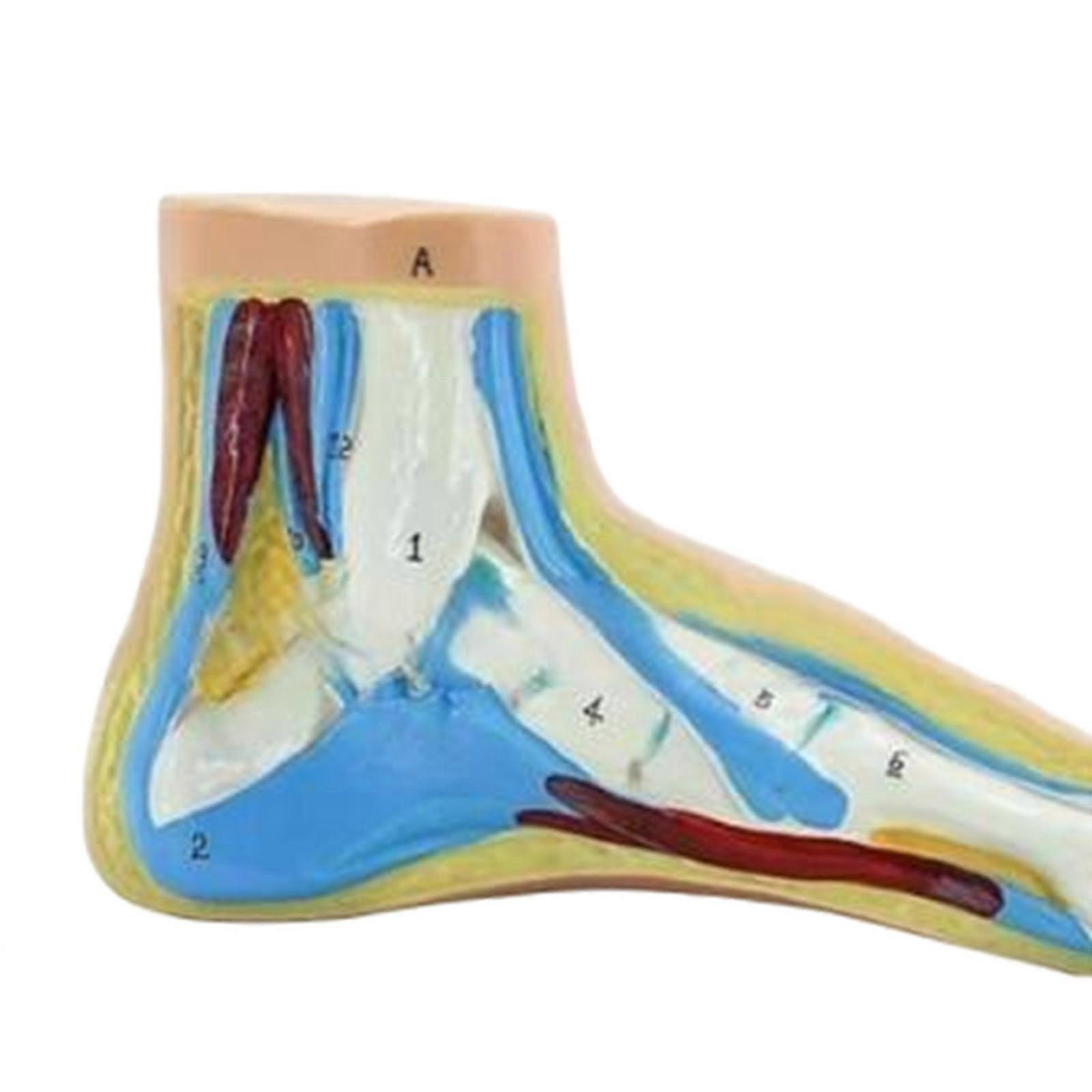 Anatomical Foot Model with Digital Signs Anatomy Foot Model Life Size ...