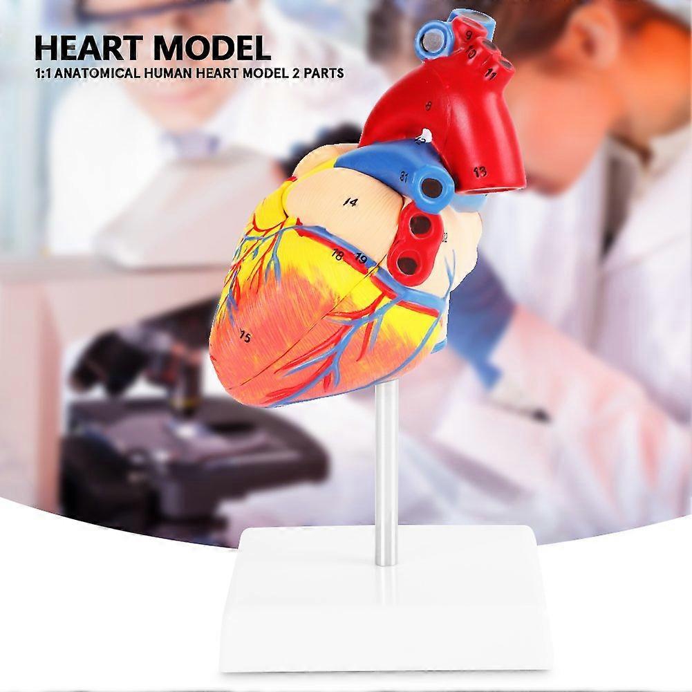 Medical Heart Model, Anatomical Human Life Size Heart Model Medical ...