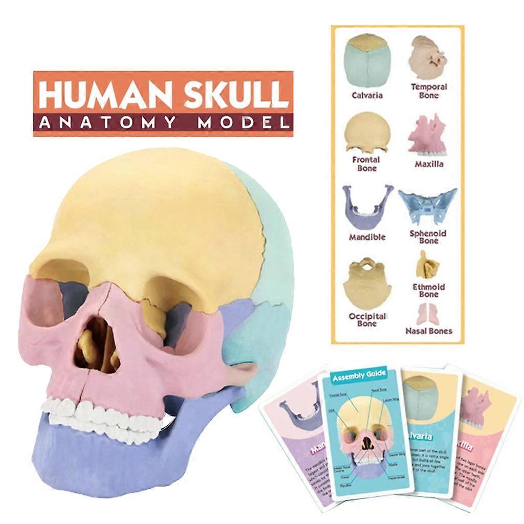Anatomi Skull Model Human Medical Skull Model Human Skull Model för ...