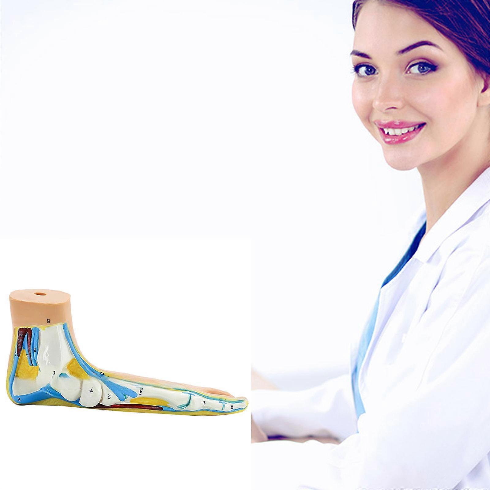 Normal/Flat/High Arched Foot Anatomy Model, Anatomical Human Foot Ankle ...