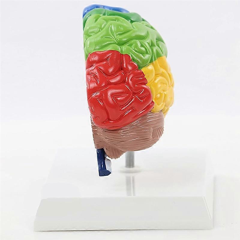 Right Hemisphere of Brain Human Body Model Education Brain Model 1:1 ...