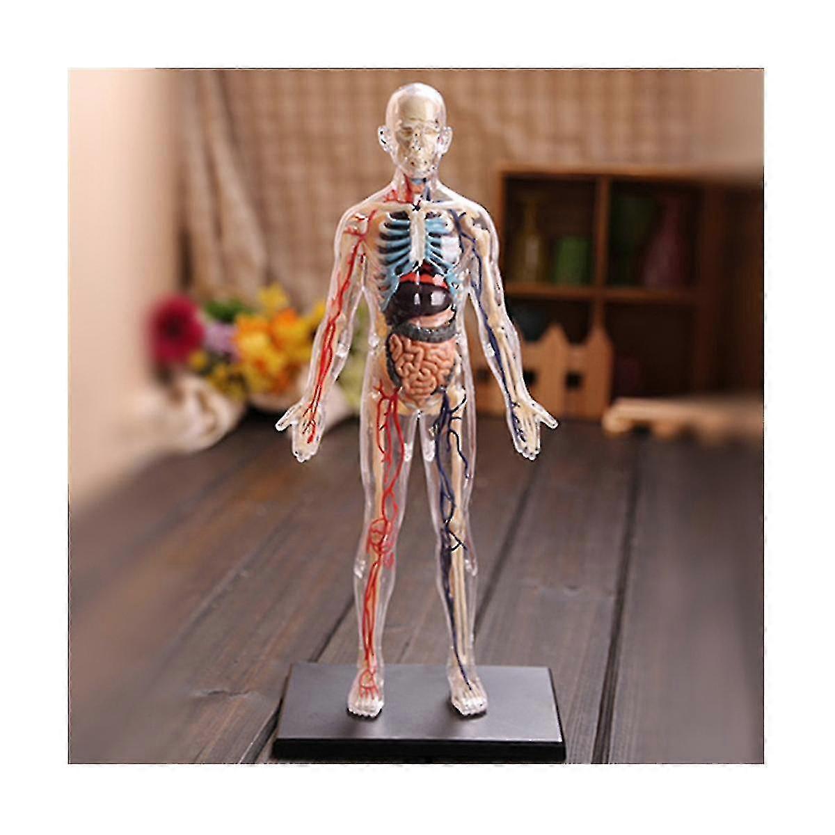-torso Human Body Model Education Internal Organs Model For Student ...