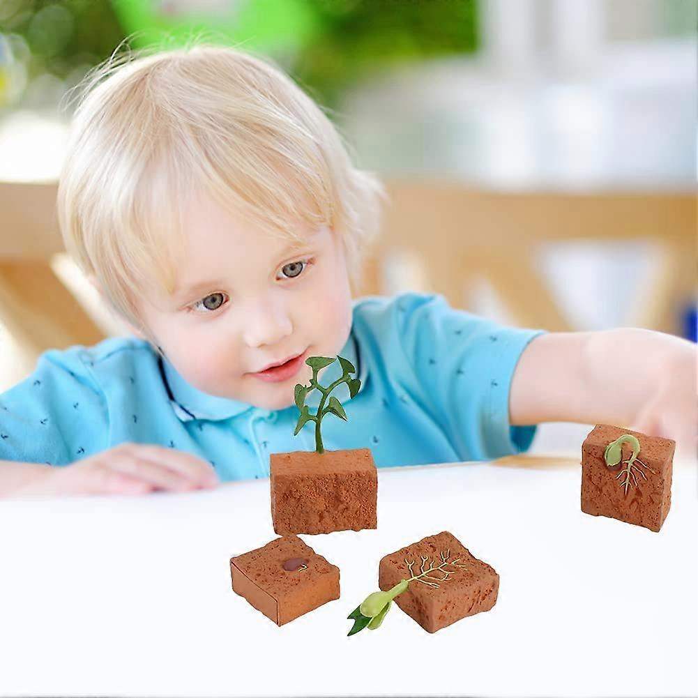 Life Cycle Board,Plant Wooden Life Cycle Tray Life Cycle Models Tray ...