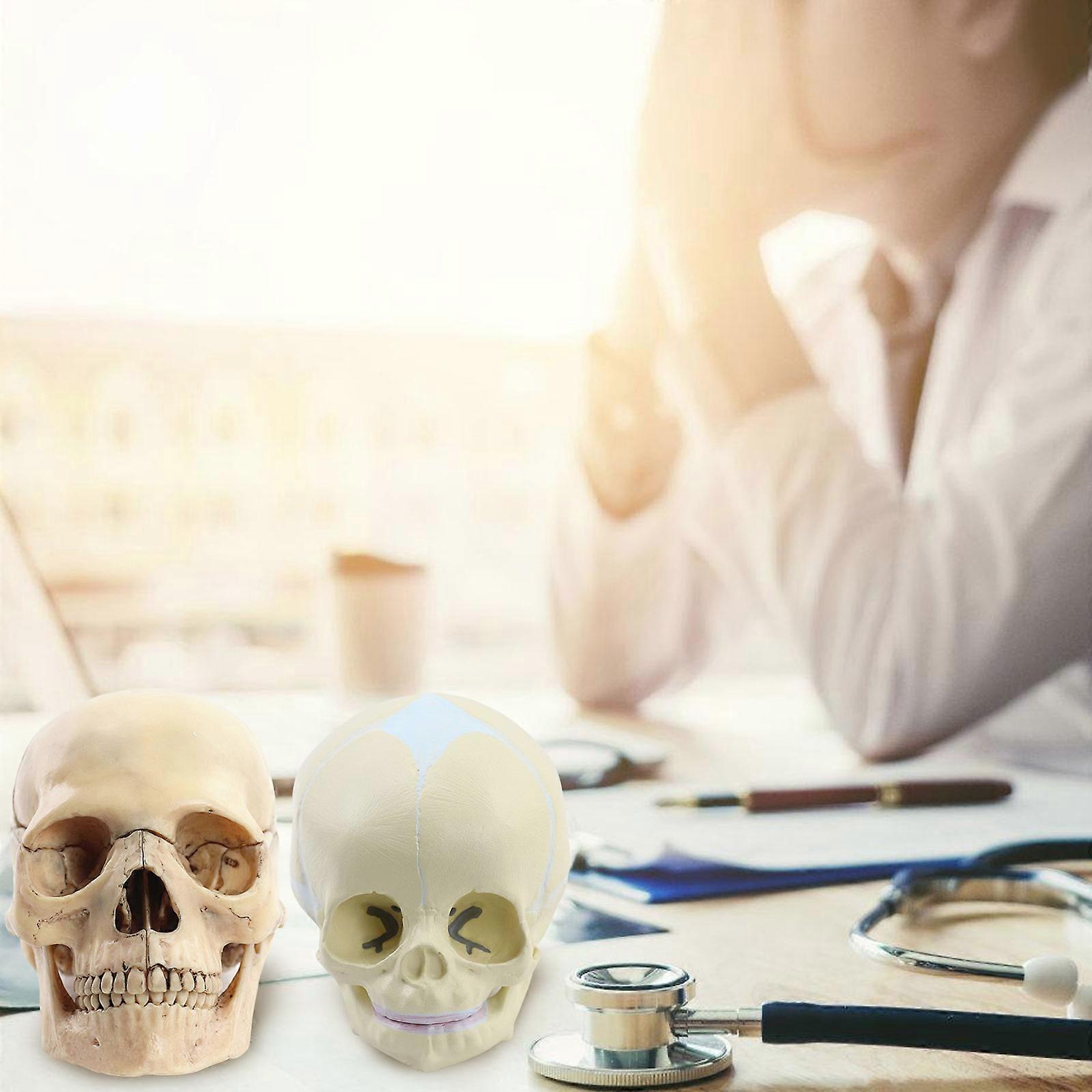 Exploded Skull Model Medicals Skull Model Anatomy Skull Model For ...