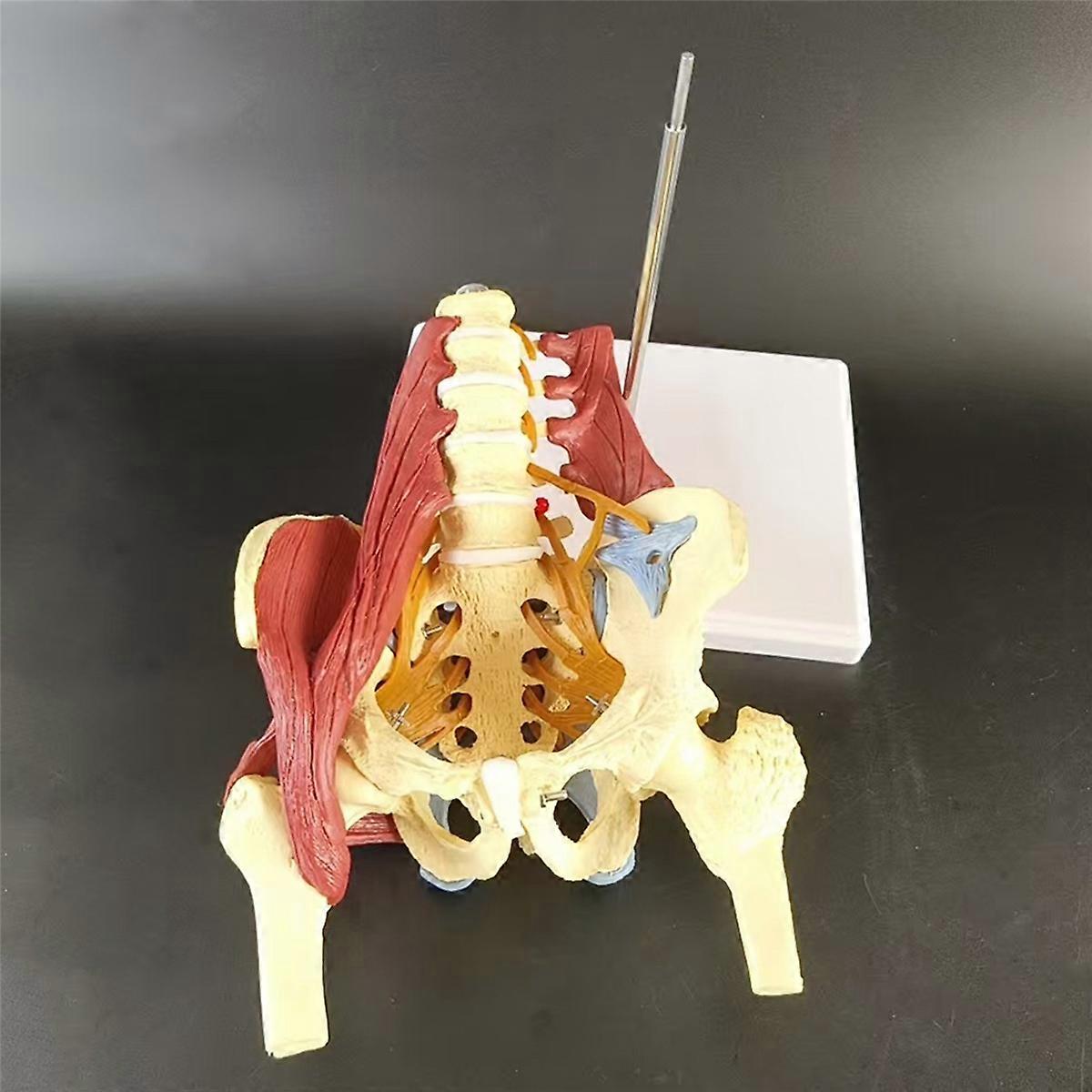 Lumbar Spine Bone Model, Pelvis Model, Pelvic Floor Muscle Anatomy ...