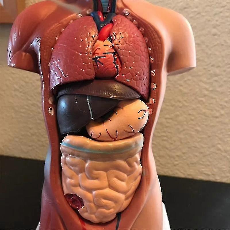 Unisex Human Torso Body Anatomy Anatomical Model Internal Organs ...