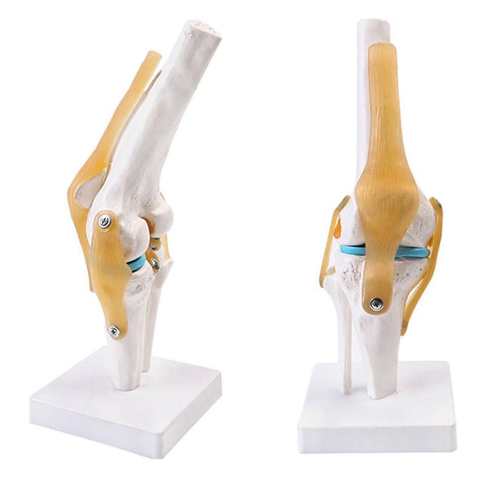Knee Joint Model, Flexible Knee Model With Ligaments & Stand, Life Size ...