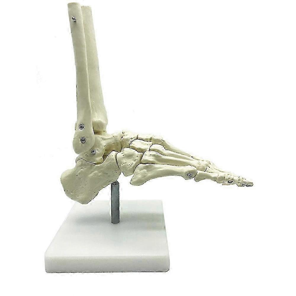 1:1 Human Skeleton Foot Anatomy Model Foot and Ankle with Anatomical ...