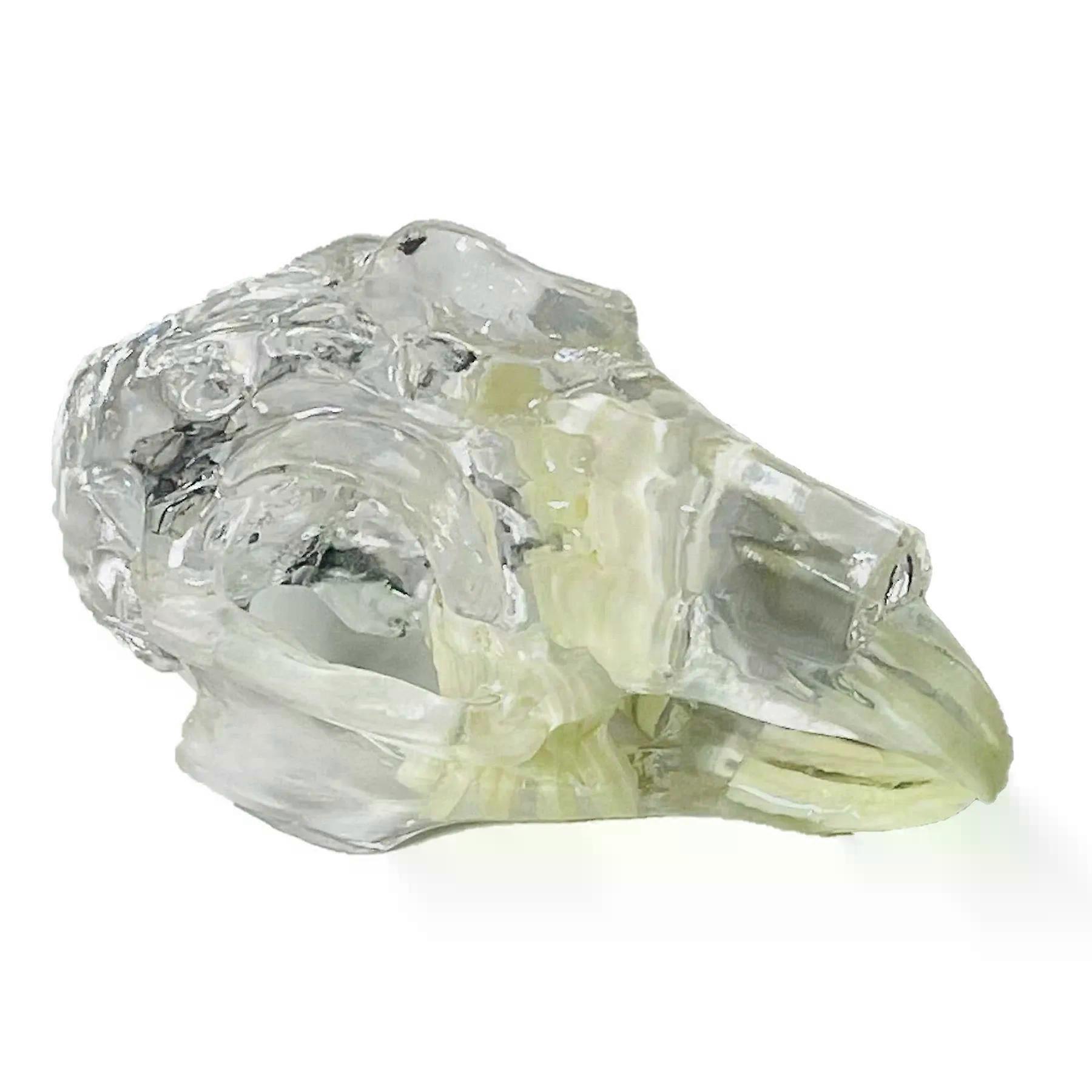 Gaibosi Dental Dog Cat Rabbit Clear Teeth Skull Model Canine Animals ...