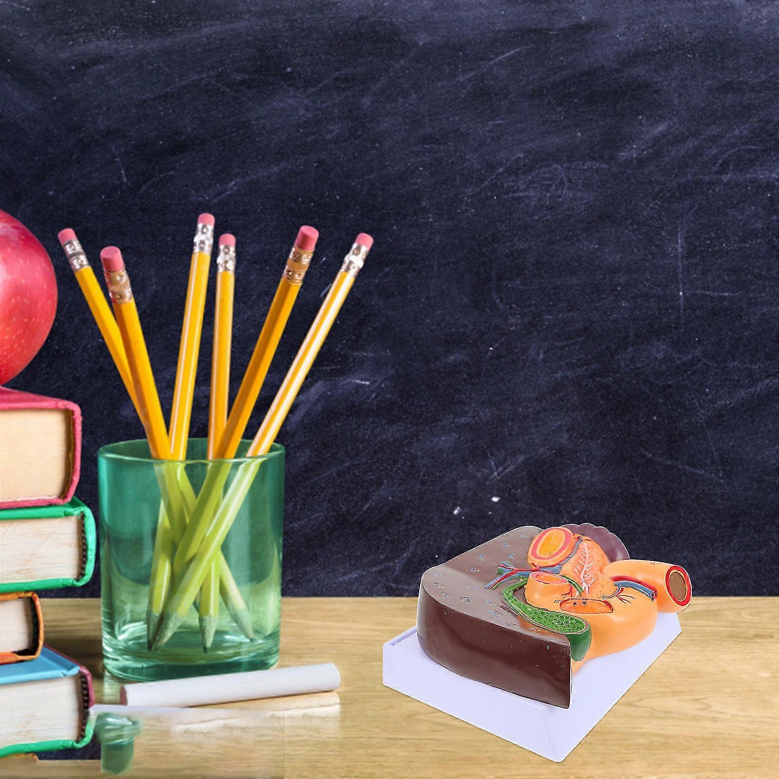 Mannequin Human Liver Teaching Aid Human Liver Model Hospital Teaching ...