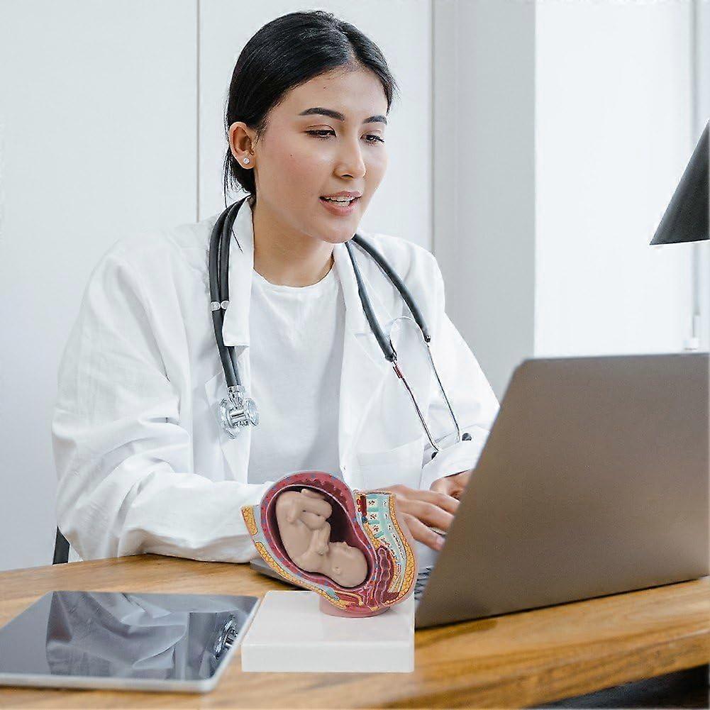 Human Pregnancy, Fetal Development, 9th Month, Embryonic Pelvic Model ...