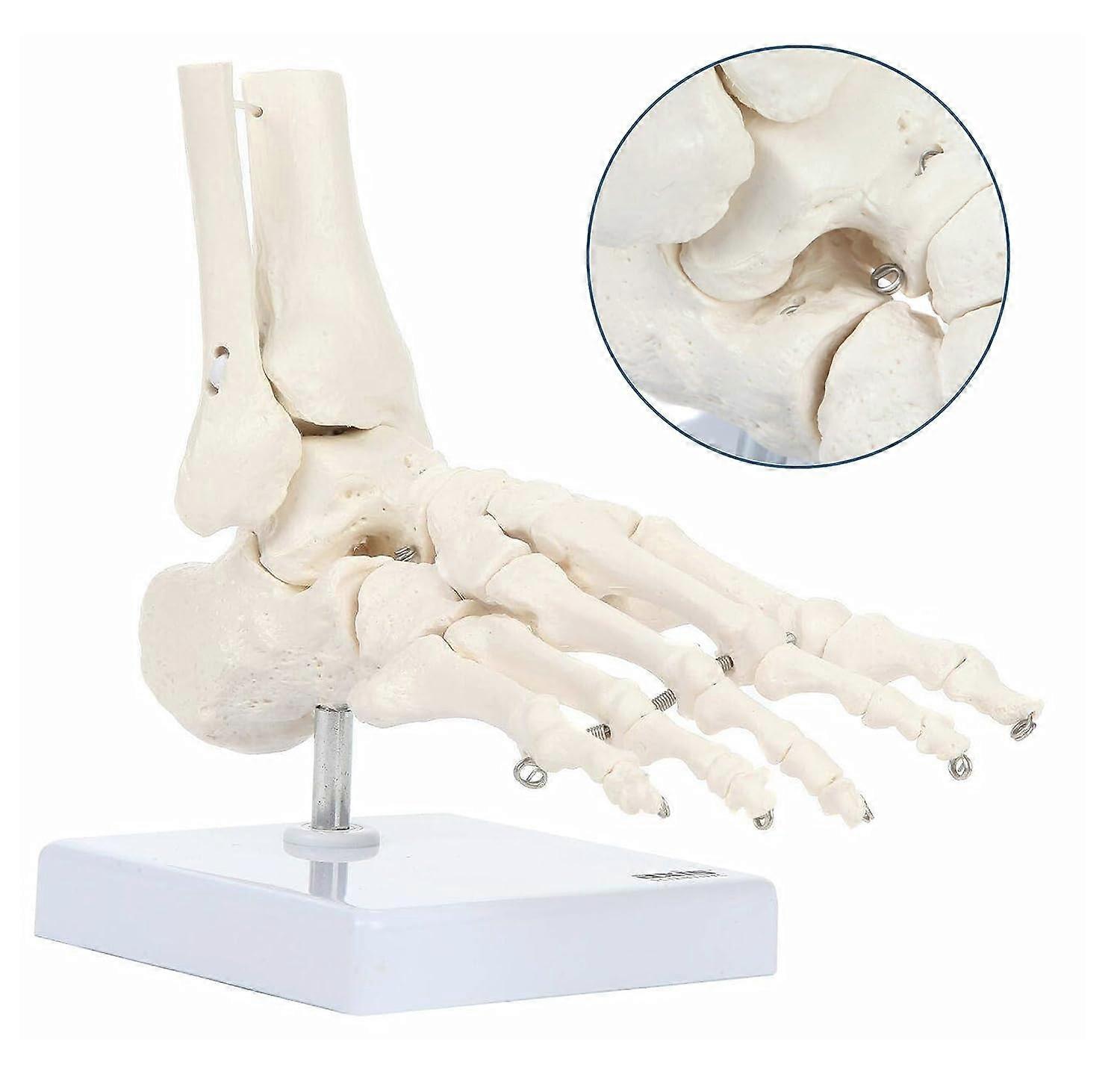 Human Skeletal Foot Model with Ankle | Anatomically Accurate Design ...