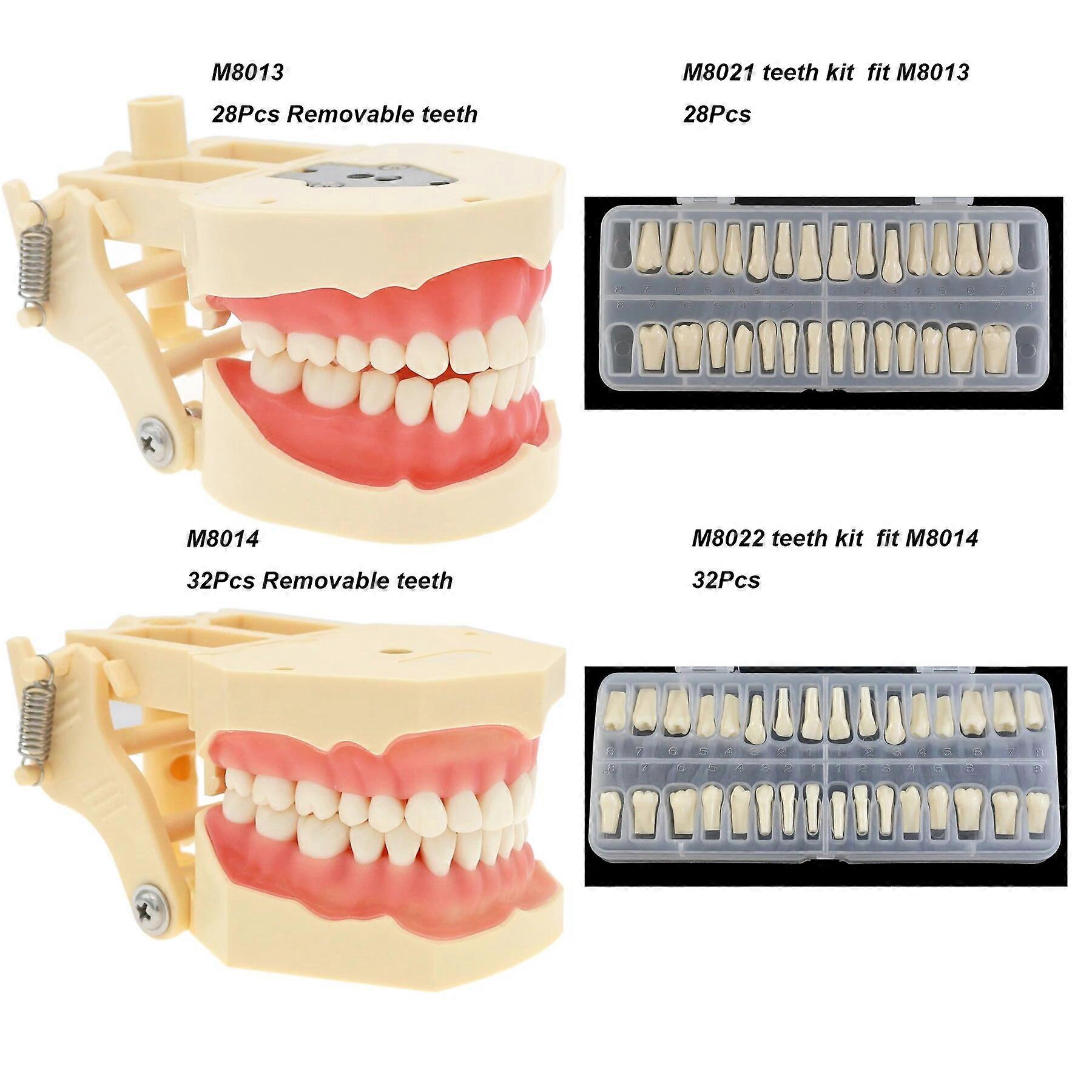 Dentistry Teeth Model With Removable Teeth Compatible with Kilgore ...