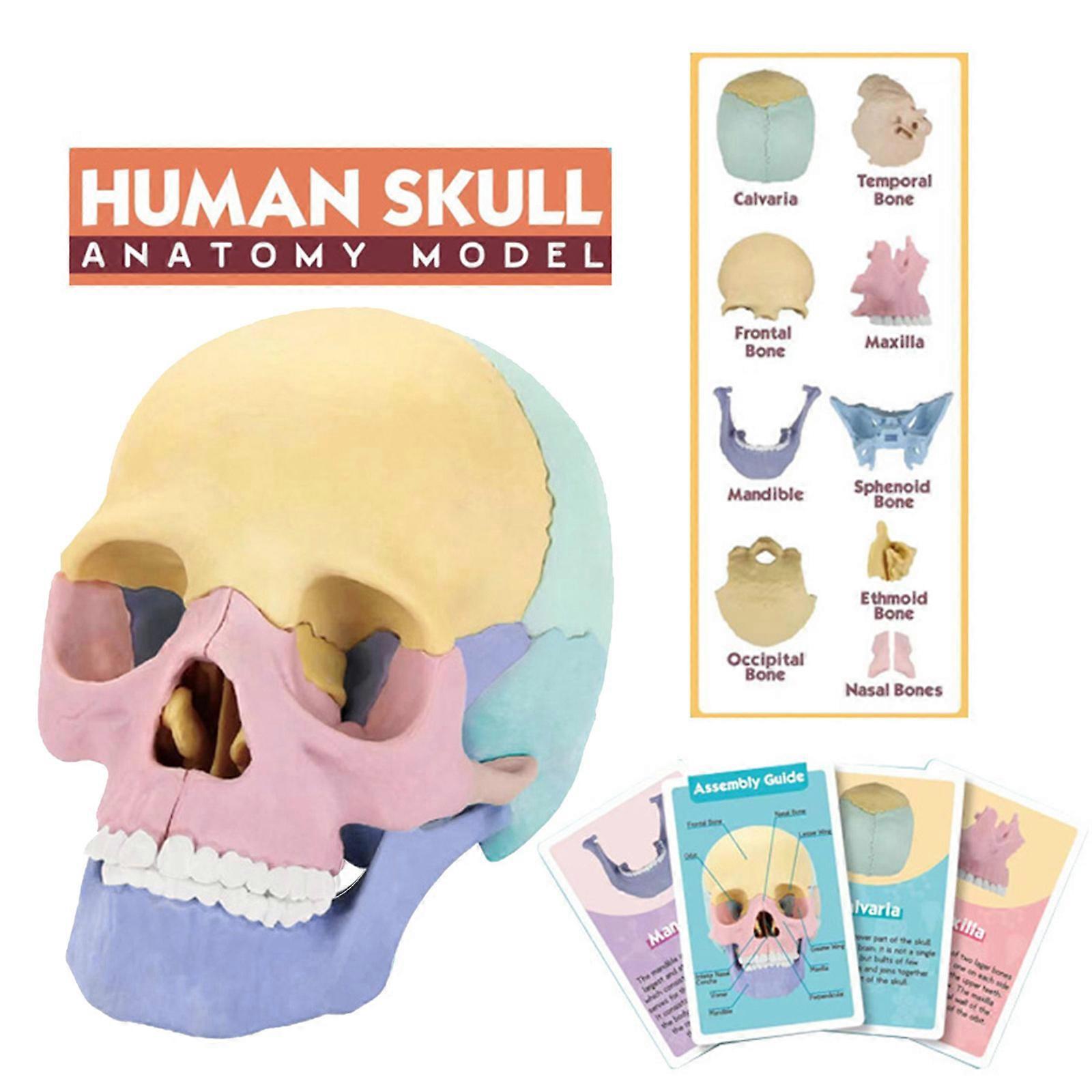 Exploded Skull Model Medical Skull Model Anatomy Skull Model For ...