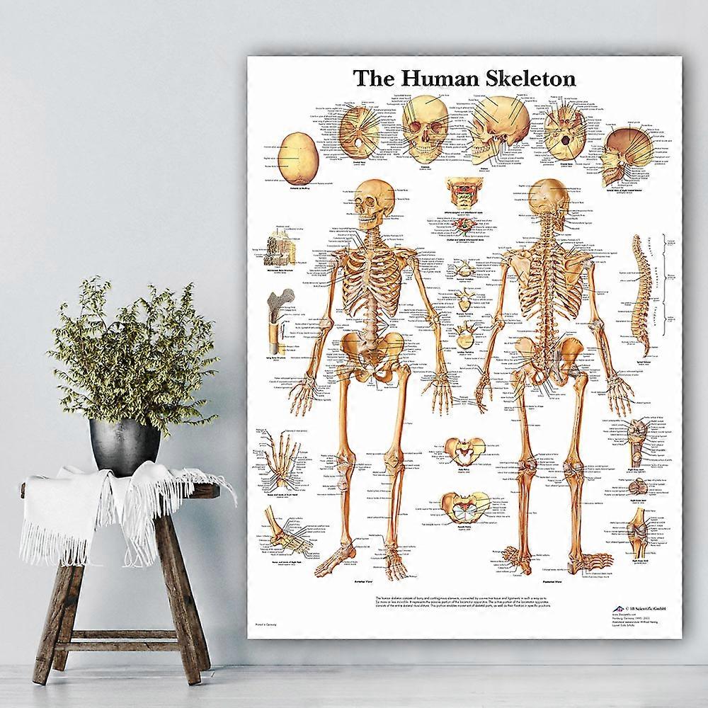 Muscular System Posters Silk Cloth Anatomy Chart Human Body School ...