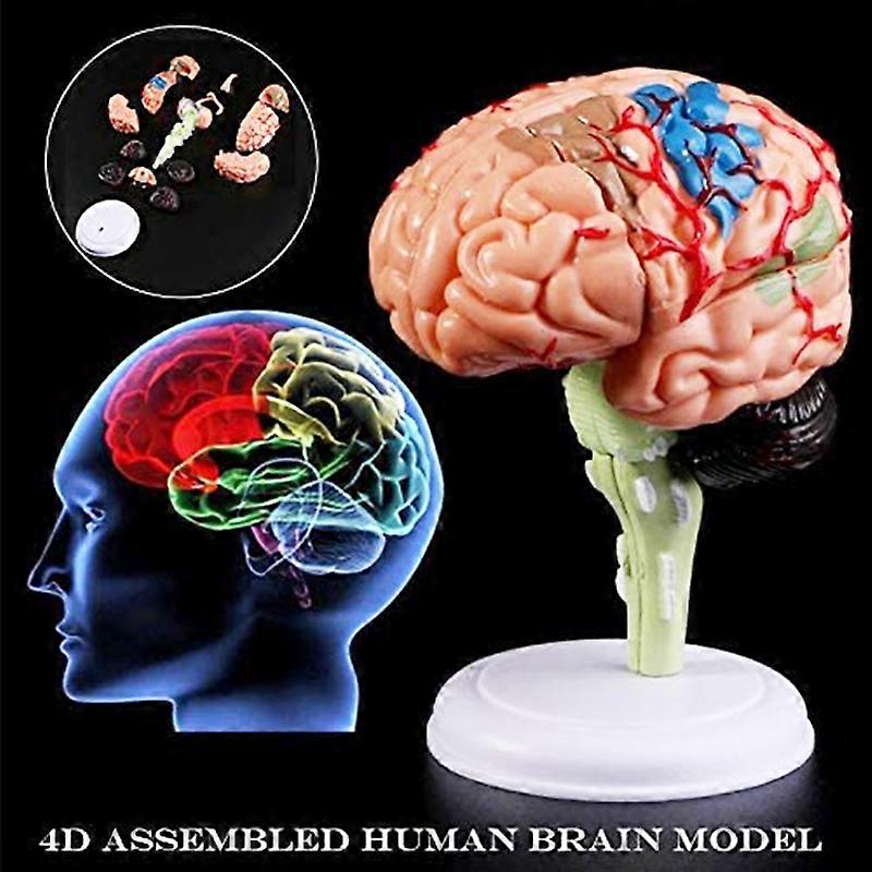 Removable Anatomical Human Internal Brain Model Medical Sculptures ...