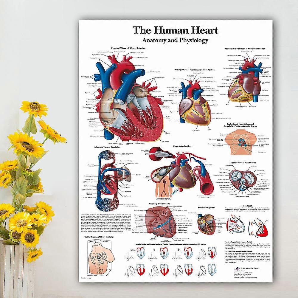 Muscular System Posters Silk Cloth Anatomy Chart Human Body School ...