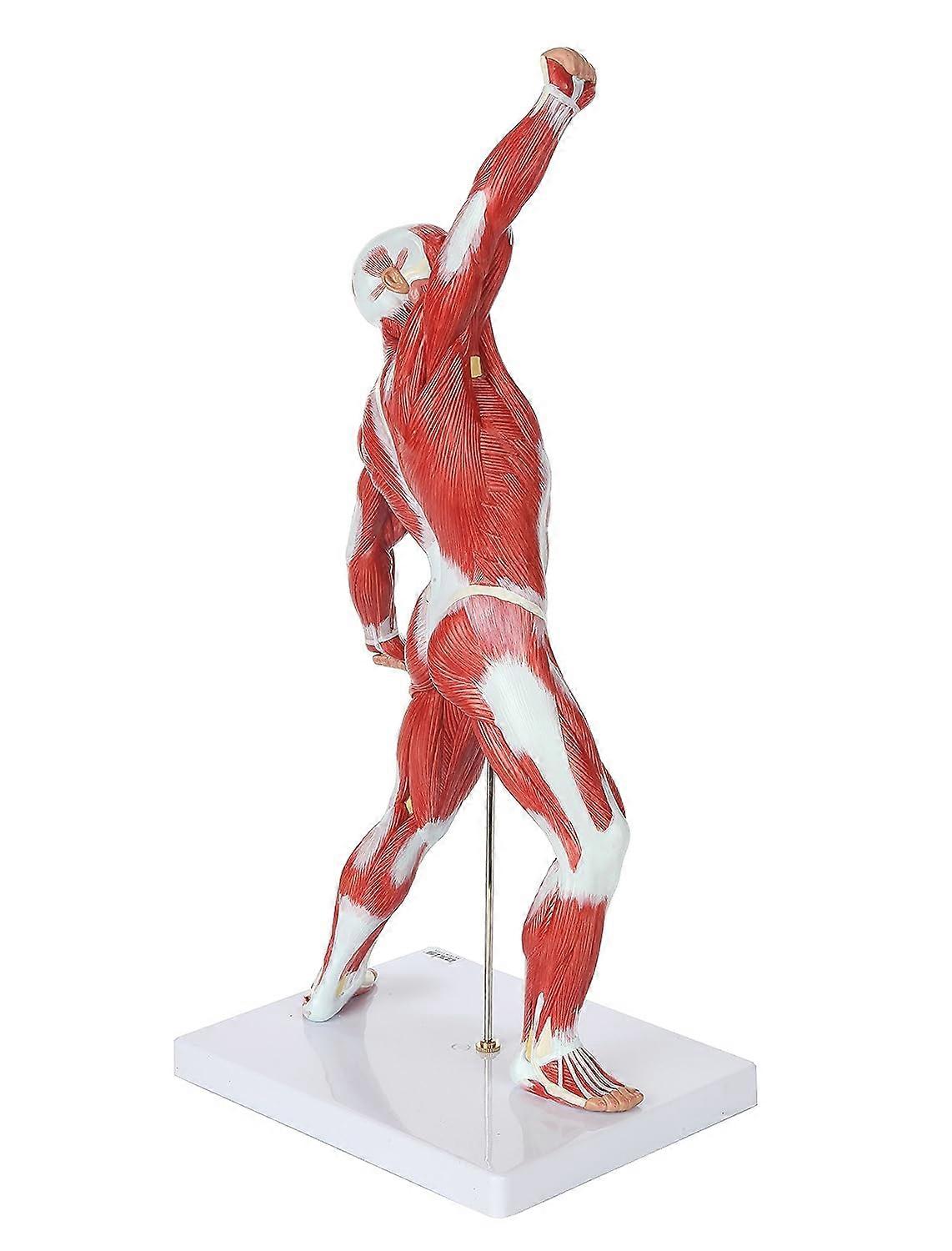 Miniature Muscular System Model, 20 Human Muscles Anatomy Model ...