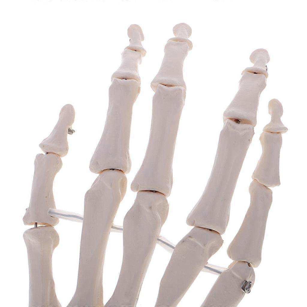 Human Hand & Wrist Skeleton Model, Articulated Joints, Anatomy Model ...