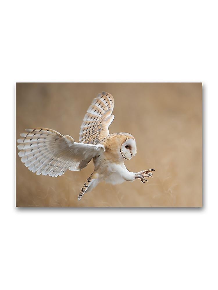 Barn Owl In Flight Before Attack Poster -Image by Shutterstock | Fruugo UK